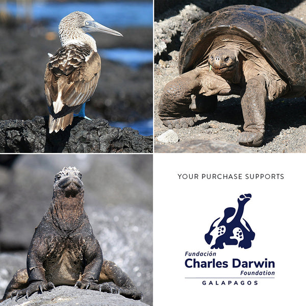 Galapagos Tortoise - Giclée Print (Coloured) – Marini Ferlazzo - Art ...