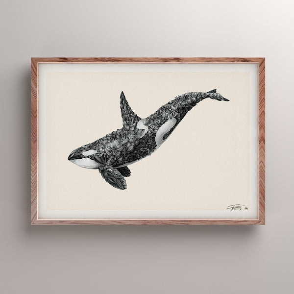 Orca – Limited Edition Print – Marini Ferlazzo - Art for Wildlife